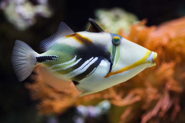 Triggerfish – Sea Dwelling Creatures