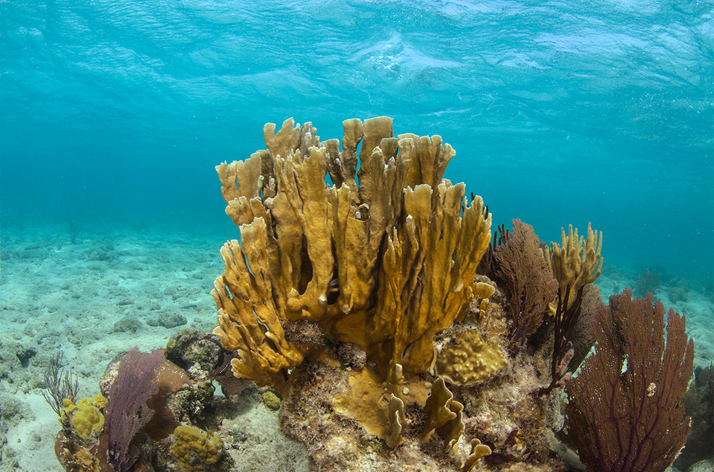 How does Caribbean fire coral thrive as others vanish? – Sea Dwelling ...