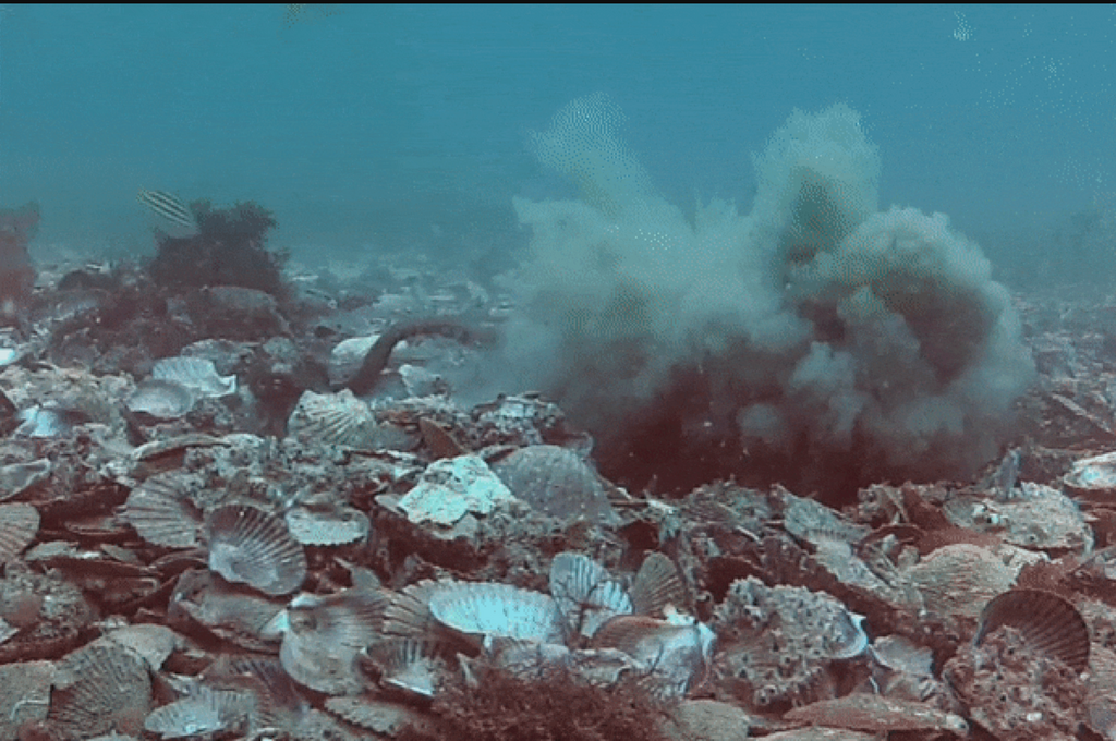 Octopuses Caught on Camera Throwing Debris at Each Other – Sea Dwelling ...