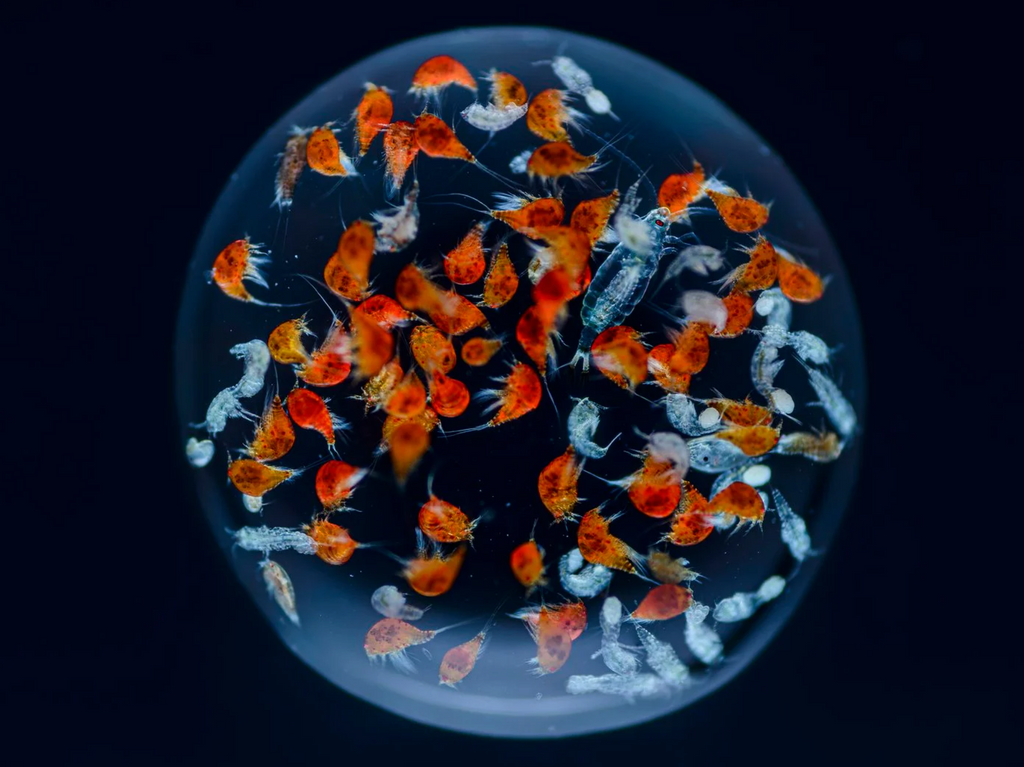 These Gorgeous Photos Capture Life Inside a Drop of Seawater – Sea ...