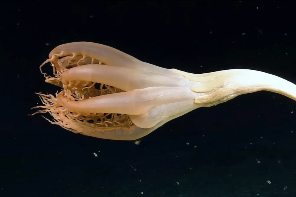 'Thrilling Discovery': Surprising Sea Creature Spotted in Pacific – Sea ...