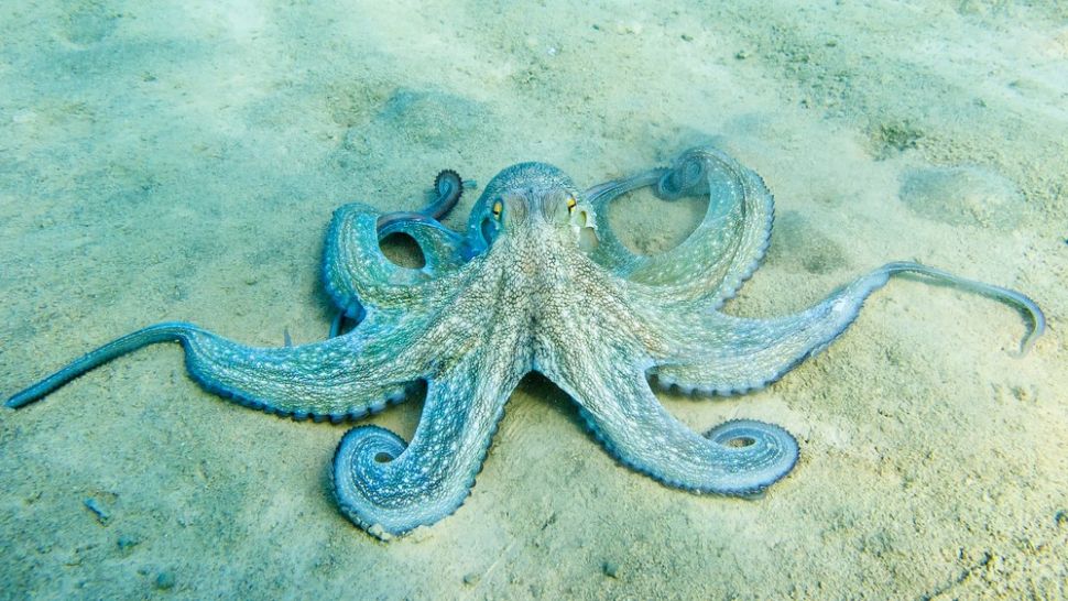 How do octopuses change color? – Sea Dwelling Creatures