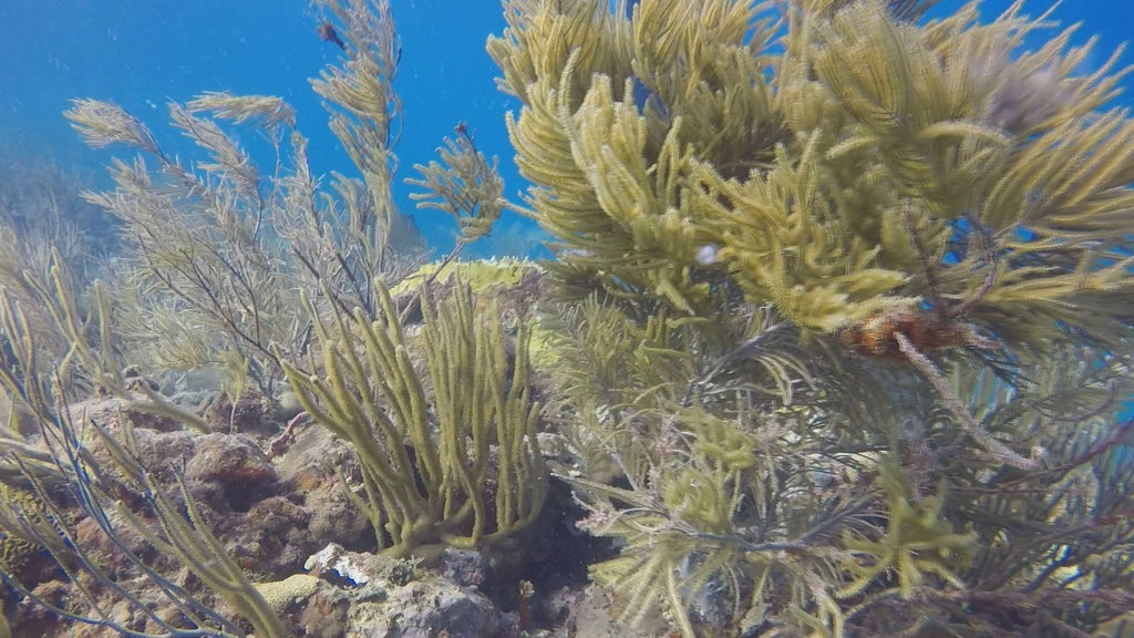 2 The Outdoors: How 3D modeling aids in coral reef research – Sea ...