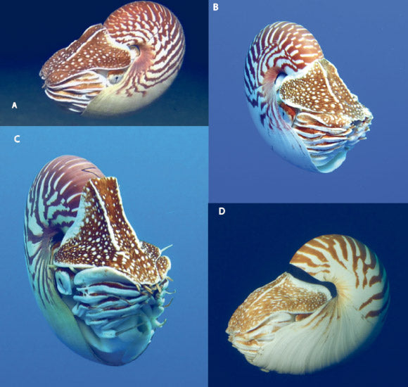 Marine Biologists Identify Three New Nautilus Species – Sea Dwelling ...