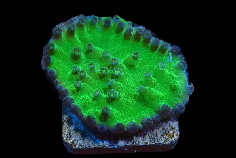 LPS – Sea Dwelling Creatures