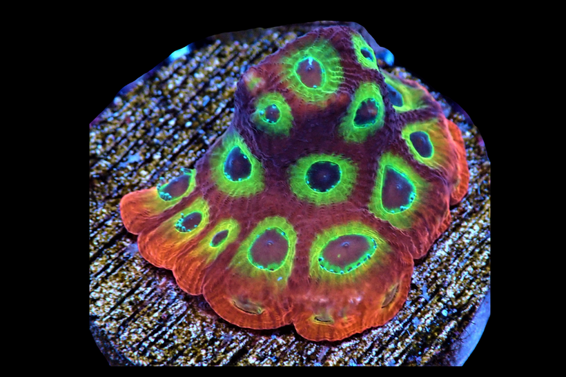 LPS – Sea Dwelling Creatures