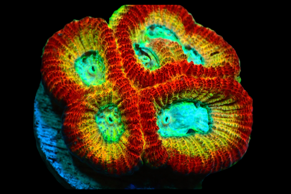 SDC Rainbow Favia Turquoise Cu – Sea Dwelling Creatures