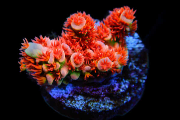 SDC Angry Birds Acro Cult – Sea Dwelling Creatures