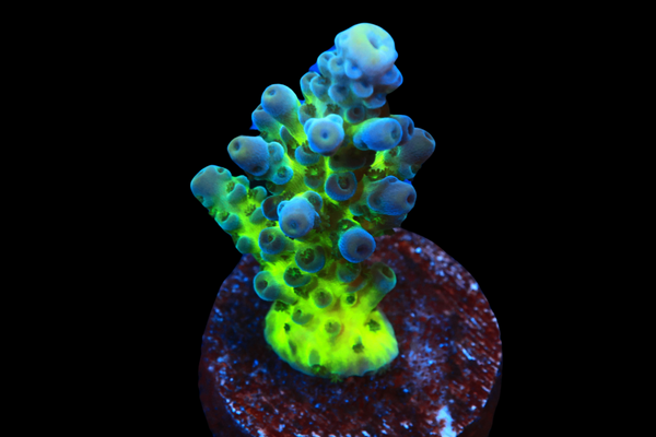 SDC Cali Tort Acro Cult – Sea Dwelling Creatures