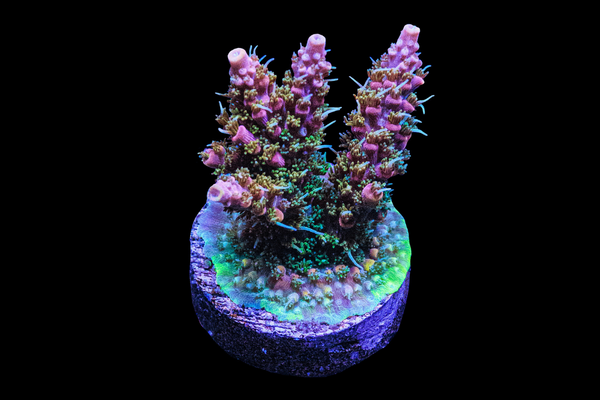 SDC Voodoo Majick Acro Cult – Sea Dwelling Creatures