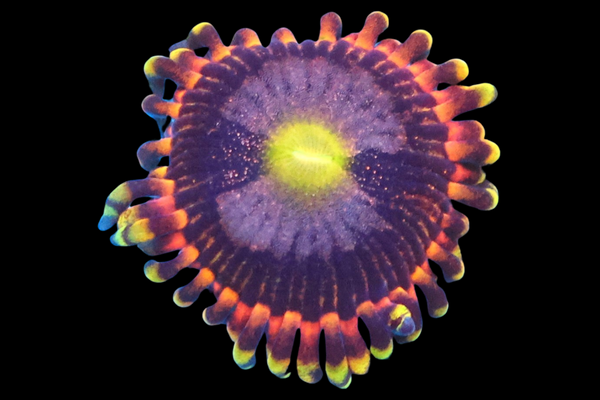 SDC Antimatter Zoa – Sea Dwelling Creatures