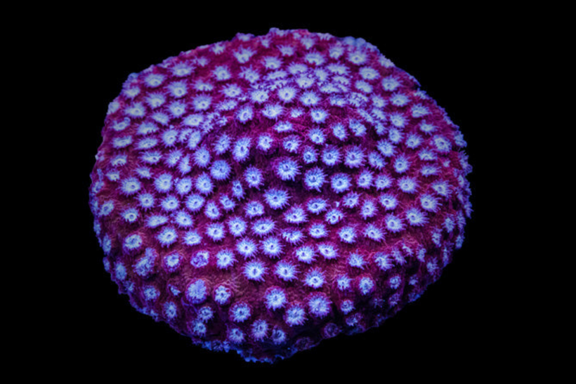 LPS – Sea Dwelling Creatures