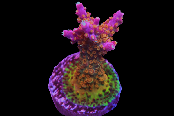 SDC Crunch Berry Acro Cult – Sea Dwelling Creatures