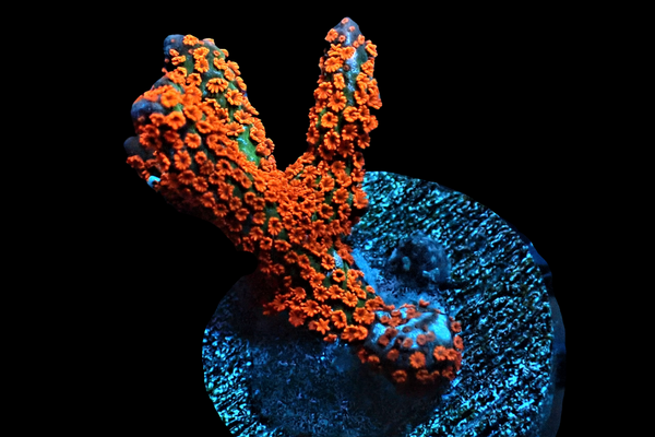 SDC Forest Fire Monti Digi Cul – Sea Dwelling Creatures