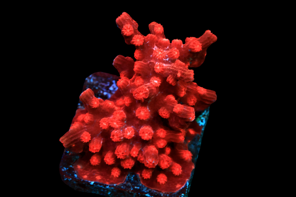 SDC Red Branch Cyph Cult – Sea Dwelling Creatures