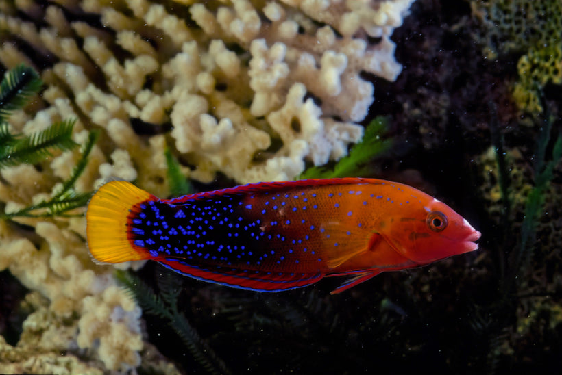 Wrasses – Sea Dwelling Creatures