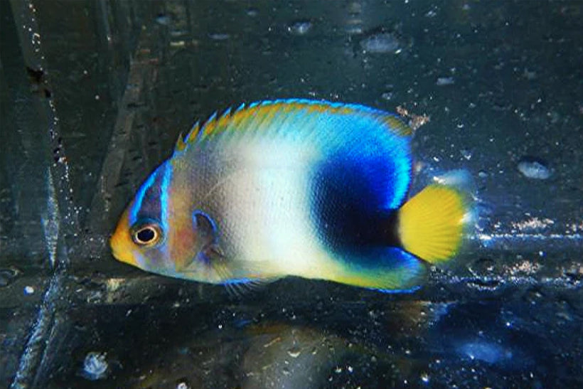 Angels – Sea Dwelling Creatures