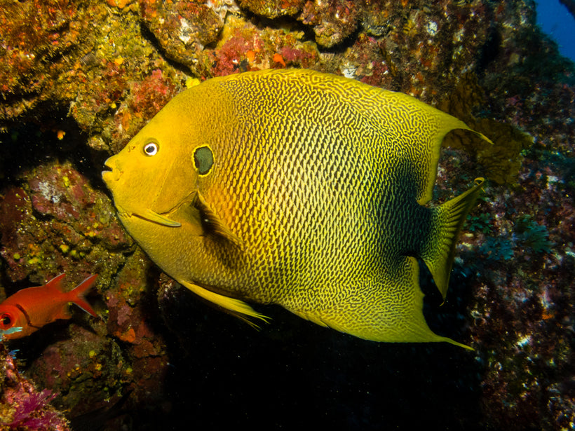 Angels – Sea Dwelling Creatures