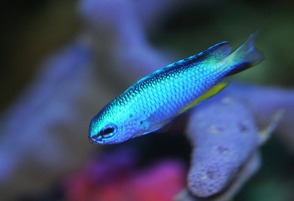 Blue Star Damsel – Sea Dwelling Creatures