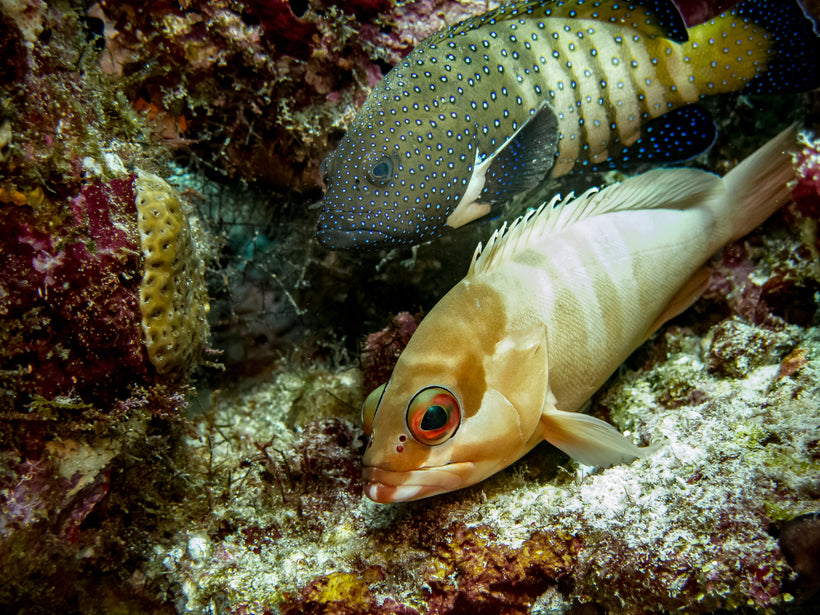 Groupers – Sea Dwelling Creatures
