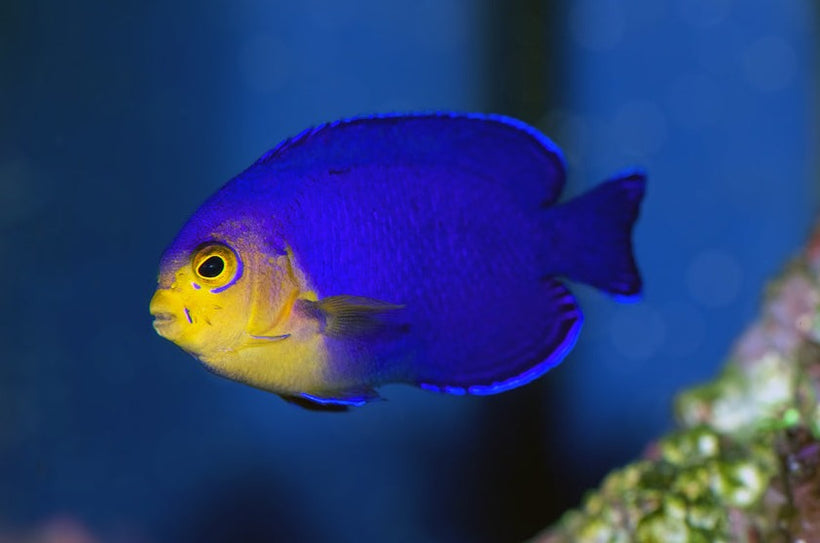 Angels – Sea Dwelling Creatures