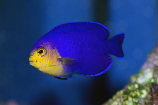 Atlantic Pygmy Angel – Sea Dwelling Creatures