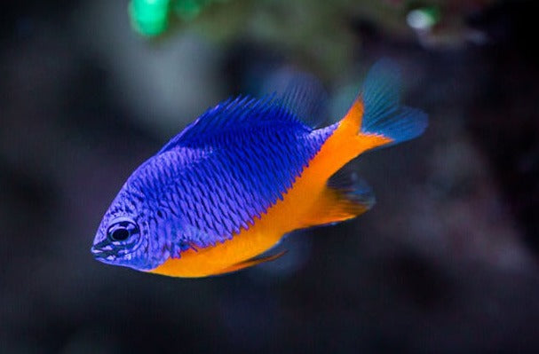 Damselfish – Sea Dwelling Creatures