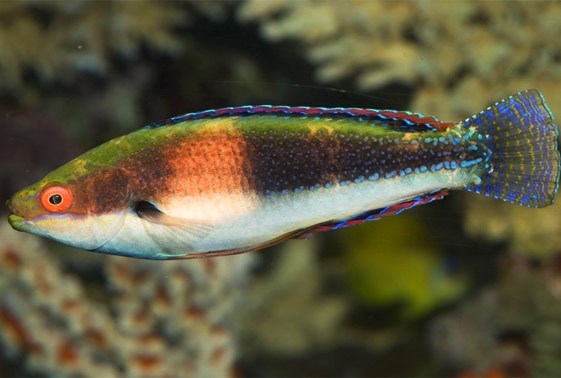 Wrasses – Sea Dwelling Creatures