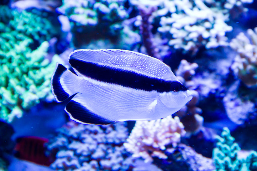 Angels – Sea Dwelling Creatures