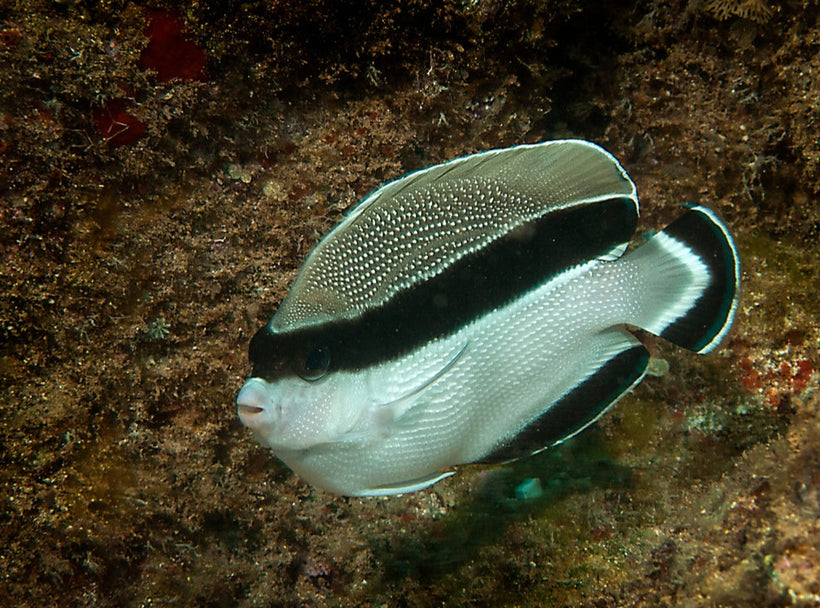 Angels – Sea Dwelling Creatures