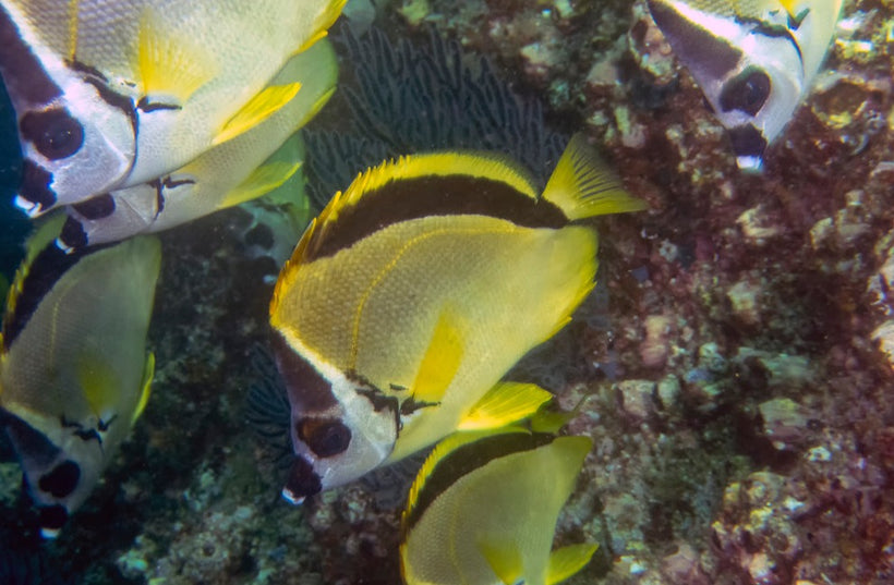 Butterfly – Sea Dwelling Creatures