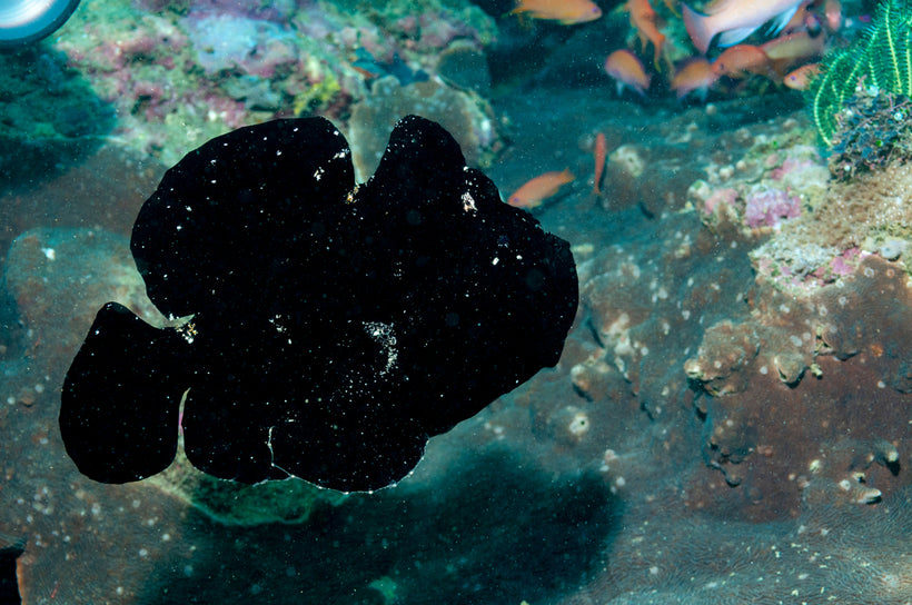 Anglers – Sea Dwelling Creatures