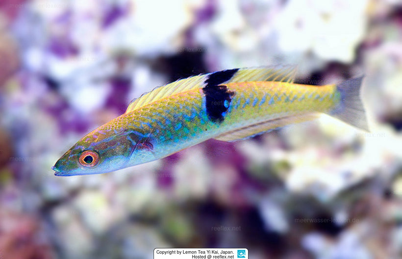 Wrasses – Sea Dwelling Creatures
