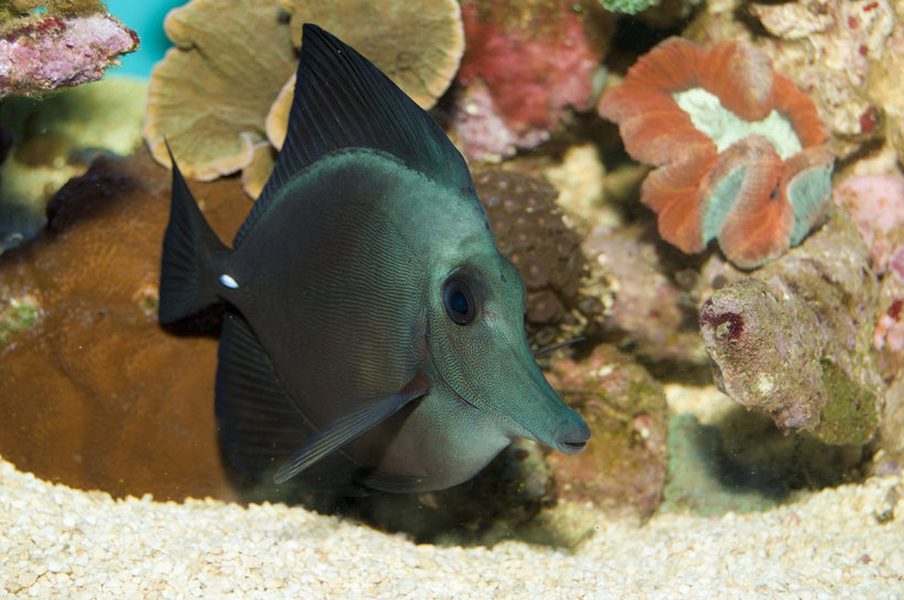 Tangs (Surgeonfish) – Sea Dwelling Creatures