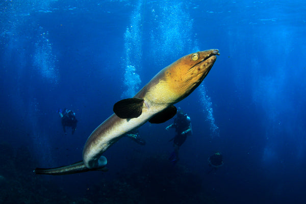 Blacksaddle Snake Eel – Sea Dwelling Creatures