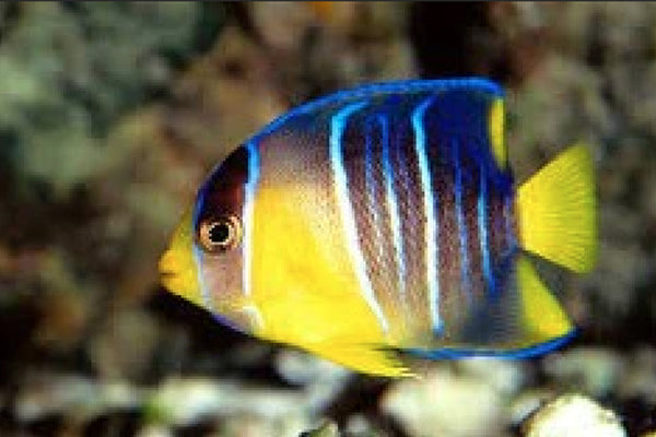 Blue Angel: Juvenile – Sea Dwelling Creatures