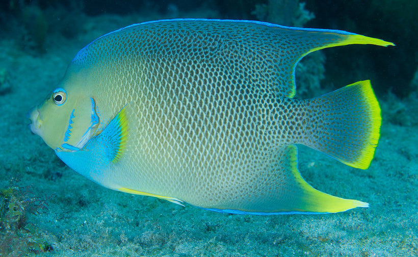 Angels – Sea Dwelling Creatures