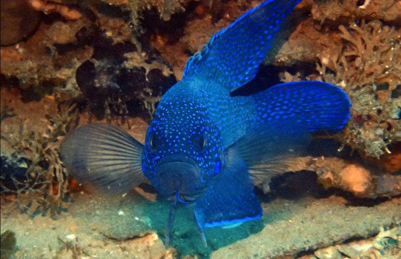 Groupers – Sea Dwelling Creatures