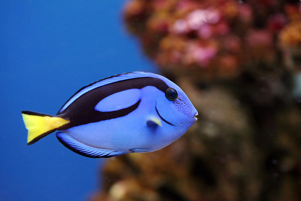 Blue (Hippo) Tang: Tank Raised – Sea Dwelling Creatures