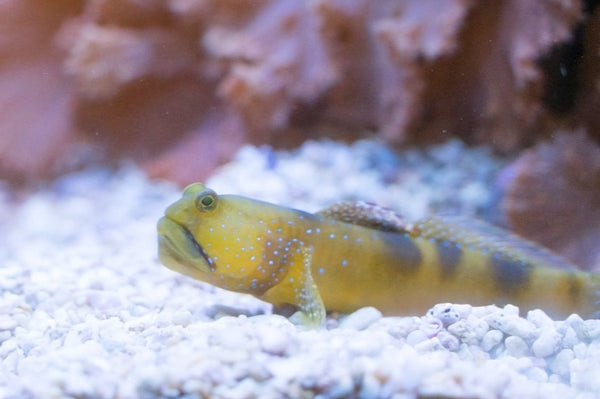 Blue Spot Watchman Goby – Sea Dwelling Creatures