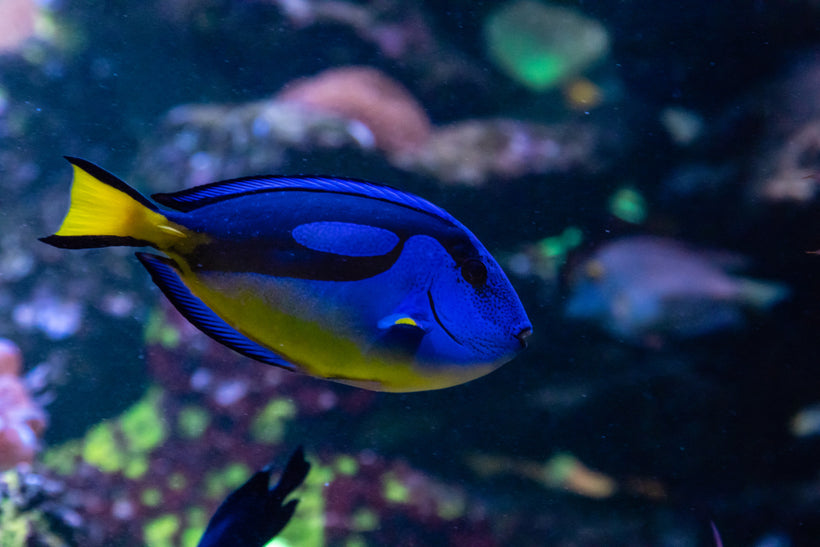 Tangs (Surgeonfish) – Sea Dwelling Creatures