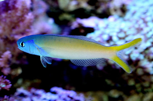 Bluejaw Tile Goby – Sea Dwelling Creatures