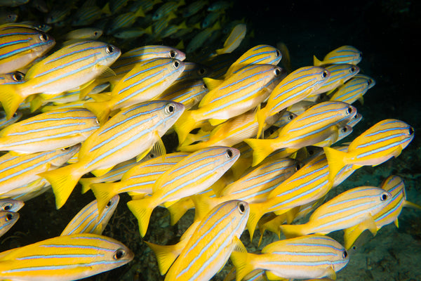 Blueline Snapper – Sea Dwelling Creatures