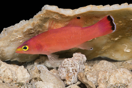 Basslets – Sea Dwelling Creatures