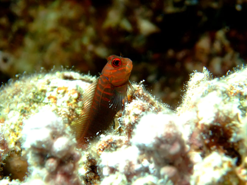 Blennies – Sea Dwelling Creatures