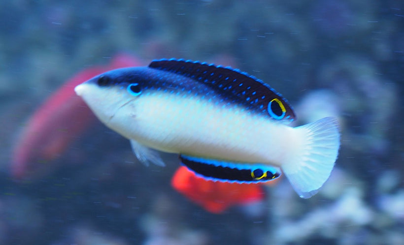 Wrasses – Sea Dwelling Creatures