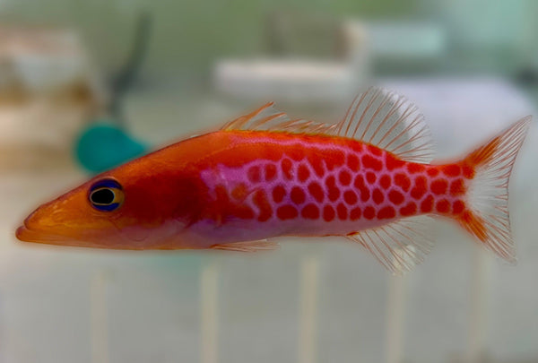 Dr. Seuss Soapfish (Rare) – Sea Dwelling Creatures