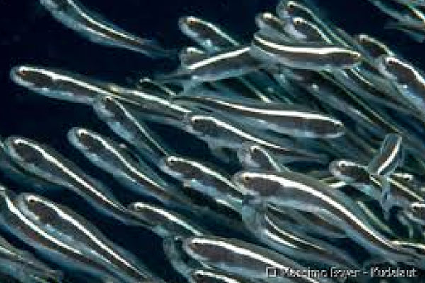 Engineer (Neon) Goby – Sea Dwelling Creatures