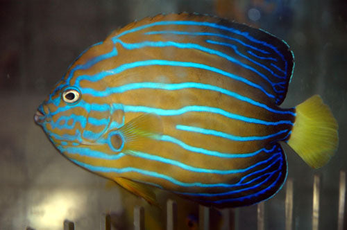 Angels – Sea Dwelling Creatures