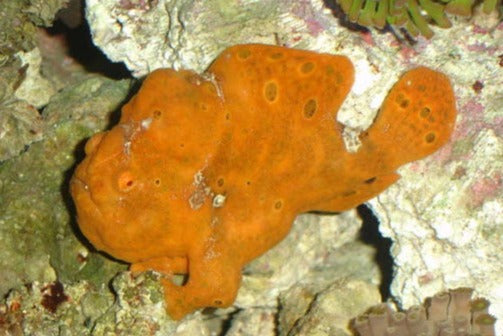 Colored Angler – Sea Dwelling Creatures